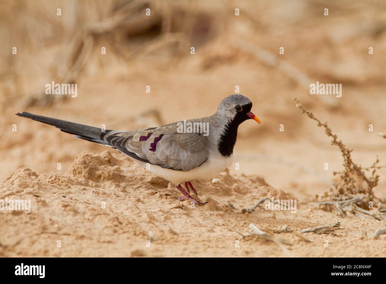 Namaqua dove (Oena capensis Stock Photo - Alamy