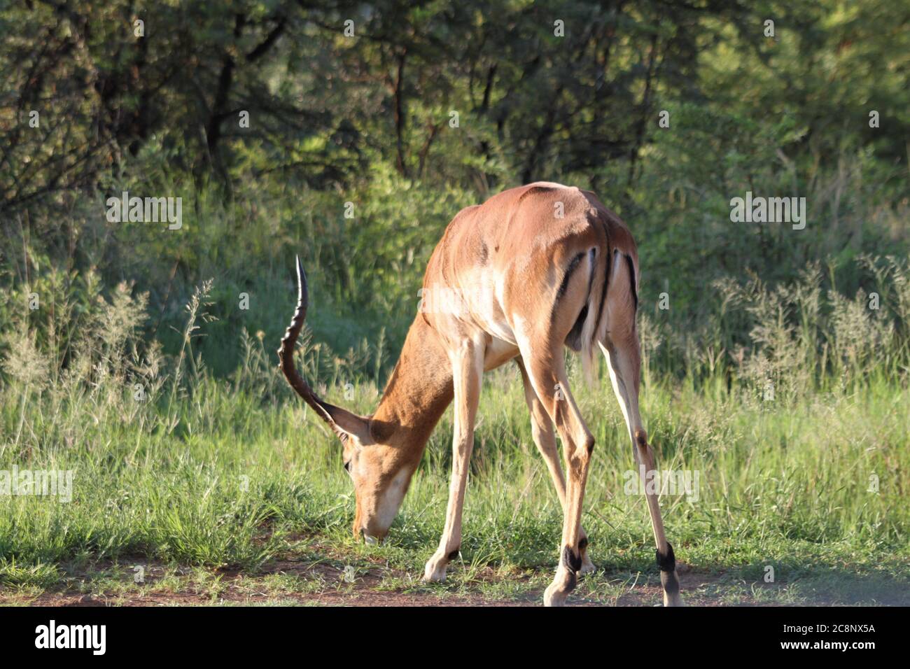 Impala eating grass hi-res stock photography and images - Alamy