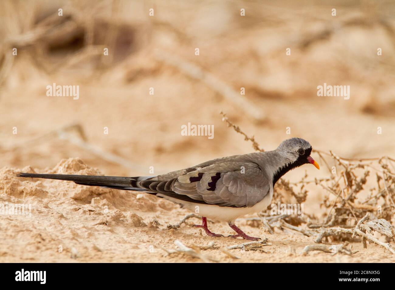 Namaqua dove (Oena capensis Stock Photo - Alamy