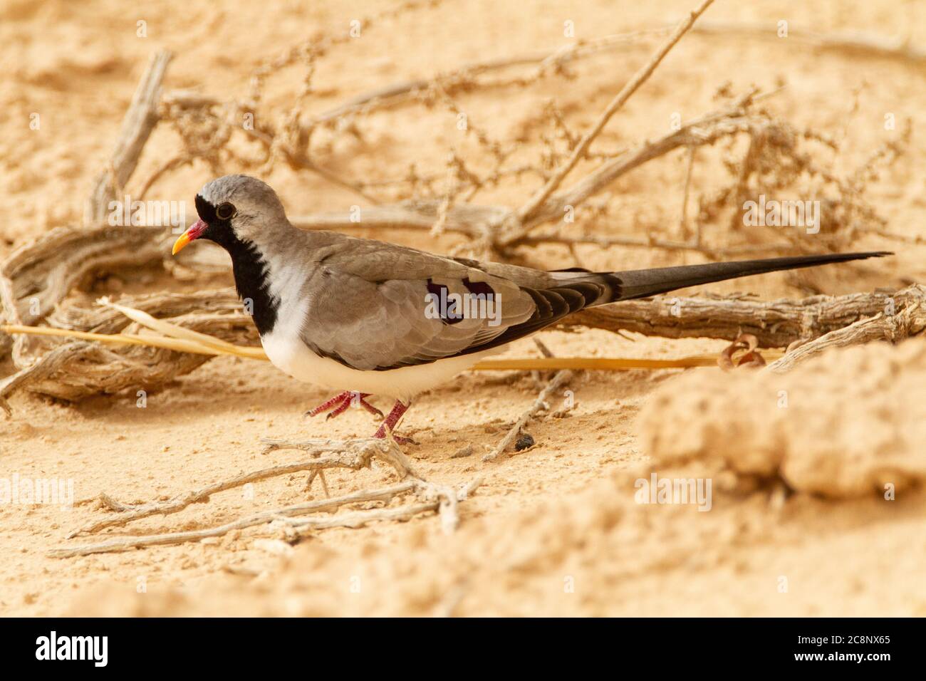 Namaqua dove birds hi-res stock photography and images - Alamy