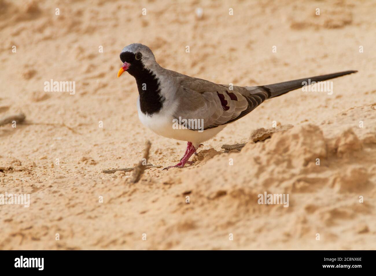 Namaqua dove (Oena capensis Stock Photo - Alamy