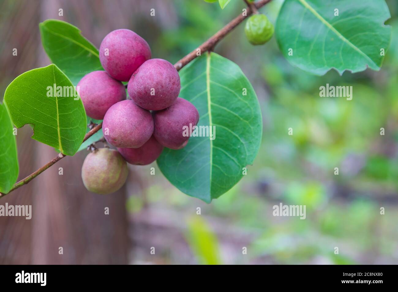 Paradise fruits hi-res stock photography and images - Alamy