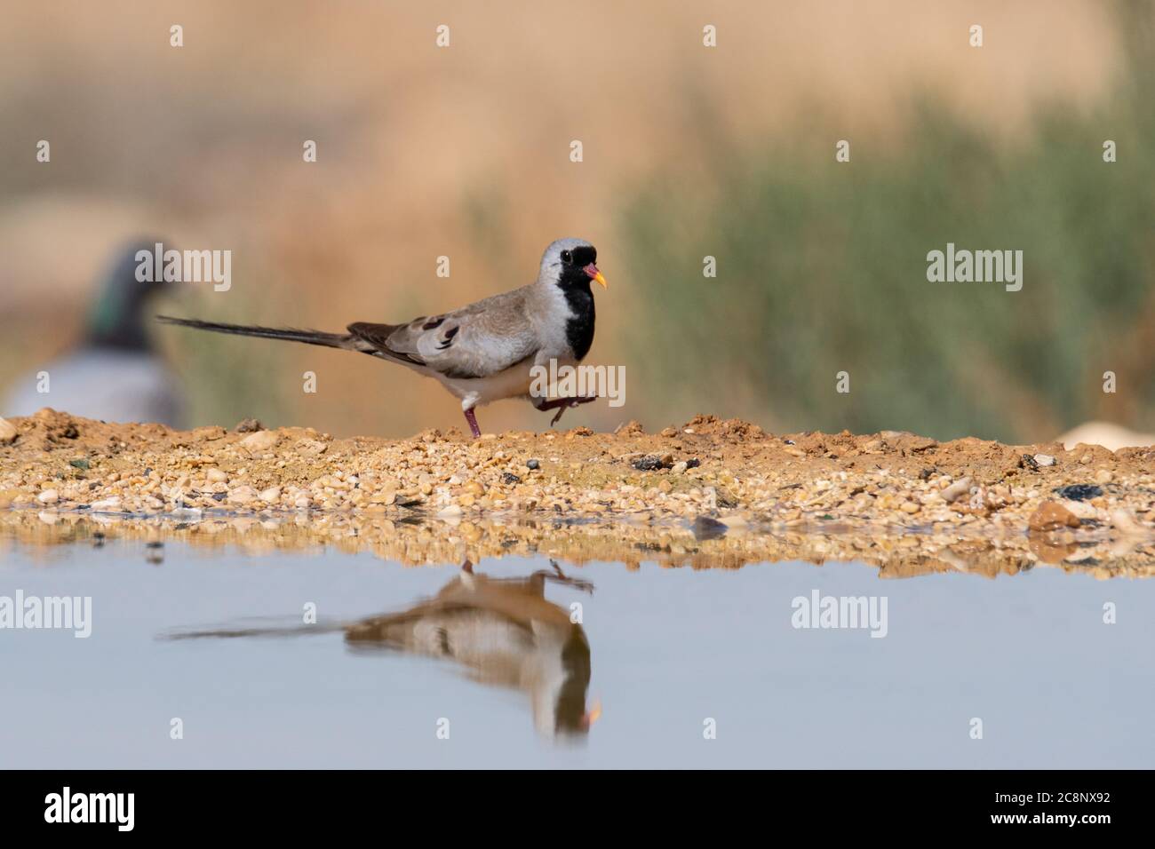 Oena capensis capensis hi-res stock photography and images - Alamy