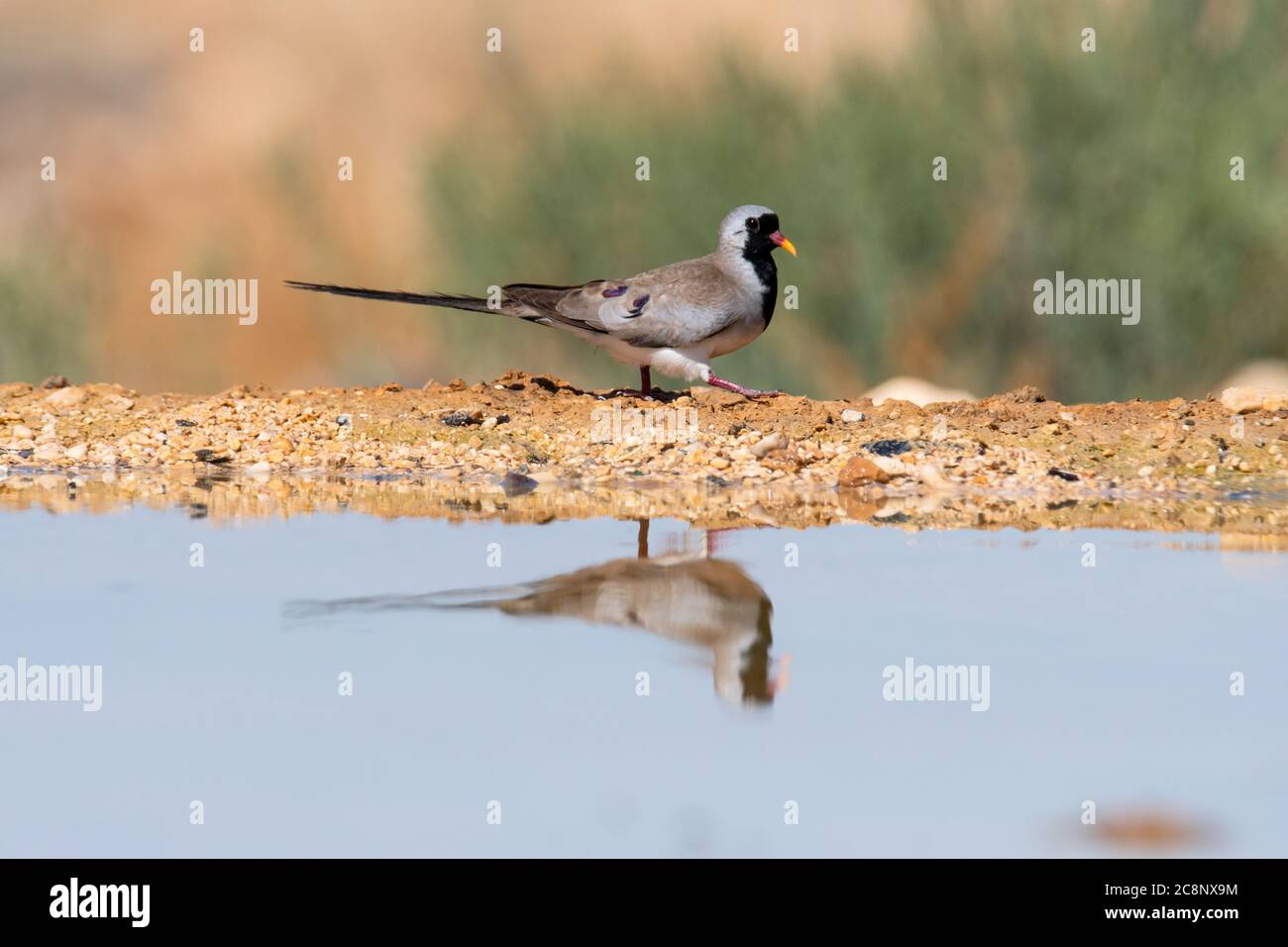 Oena capensis hi-res stock photography and images - Alamy