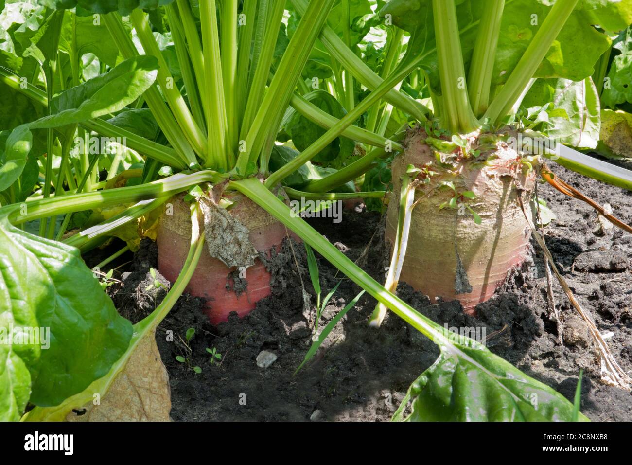 Fodder beet hi-res stock photography and images - Alamy