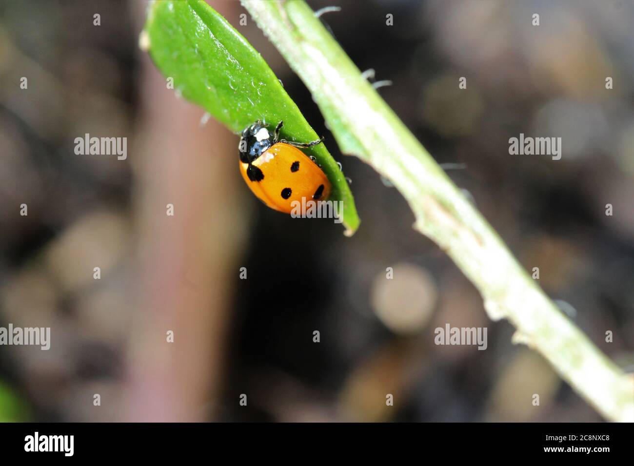Ladybug plant animal wildlife hi-res stock photography and images - Alamy