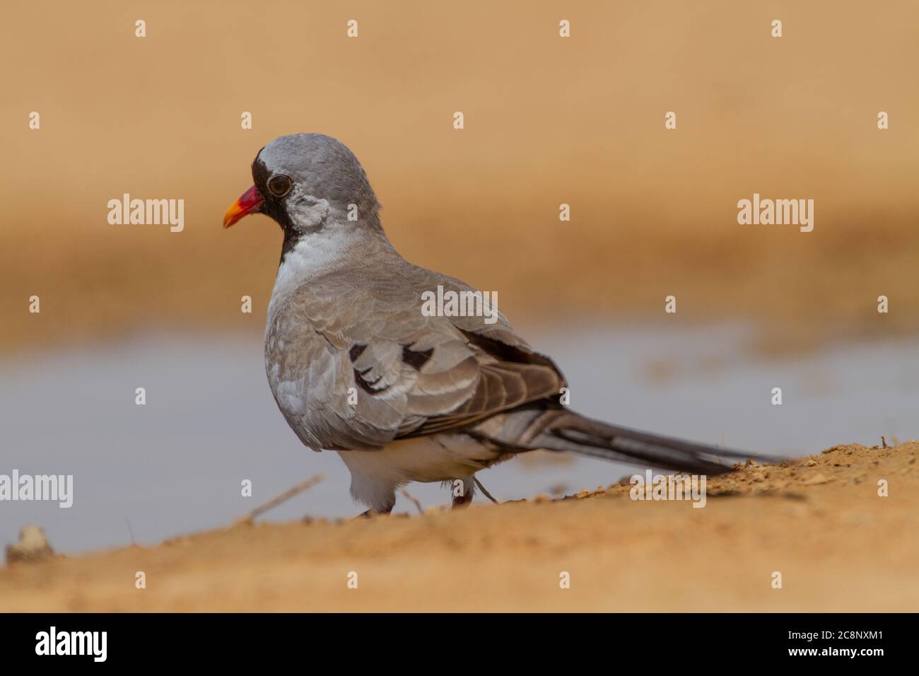 Namaqua dove (Oena capensis) coming to drink water in the desert Stock ...