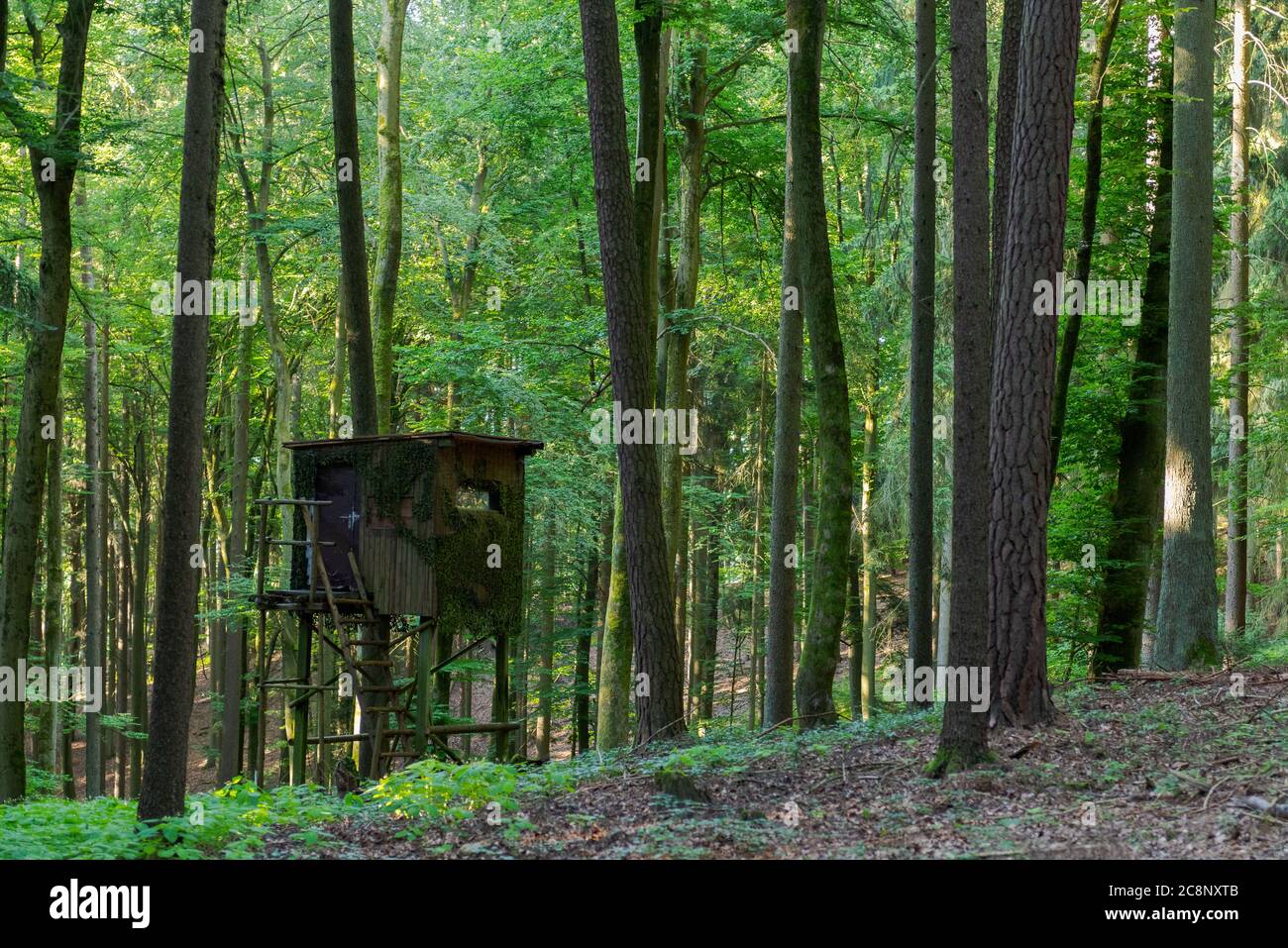 Very big raised hide for deer hunting standing in forest with green ...