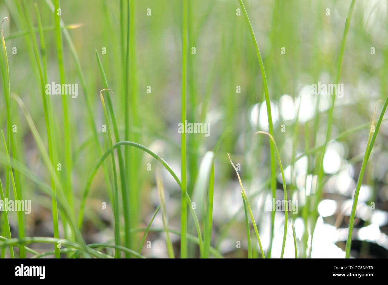 shallot sprout seedling plant growing in nursery greenhouse in farm ...
