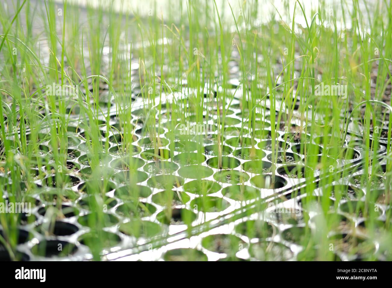 shallot sprout seedling plant growing in nursery greenhouse in farm ...
