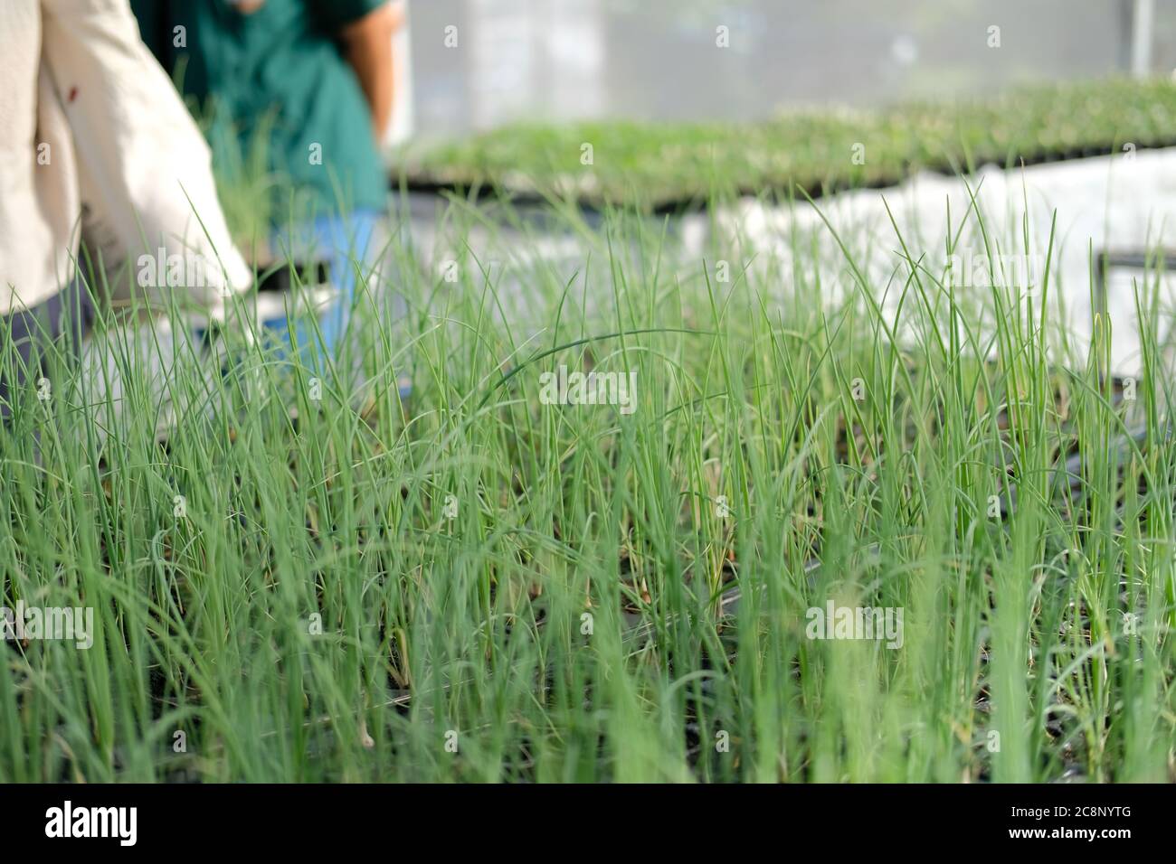 shallot sprout seedling plant growing in nursery greenhouse in farm ...