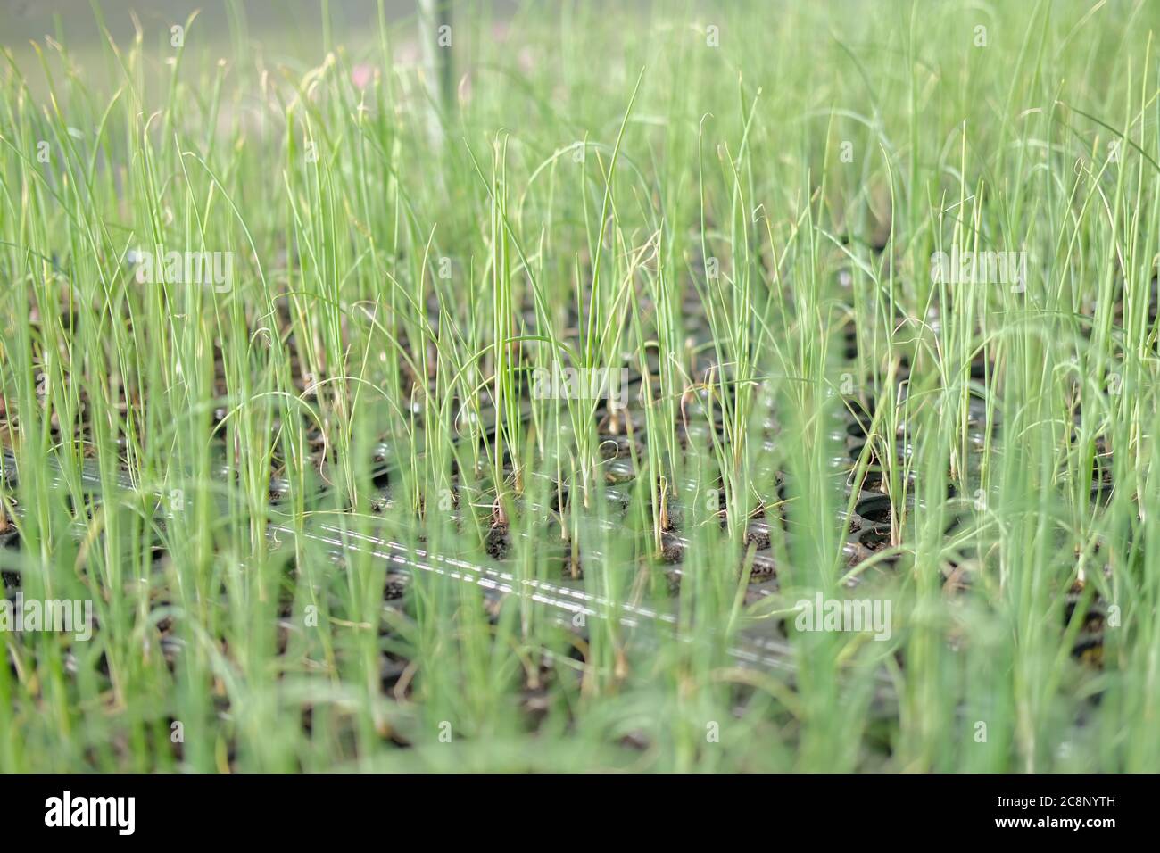shallot sprout seedling plant growing in nursery greenhouse in farm ...