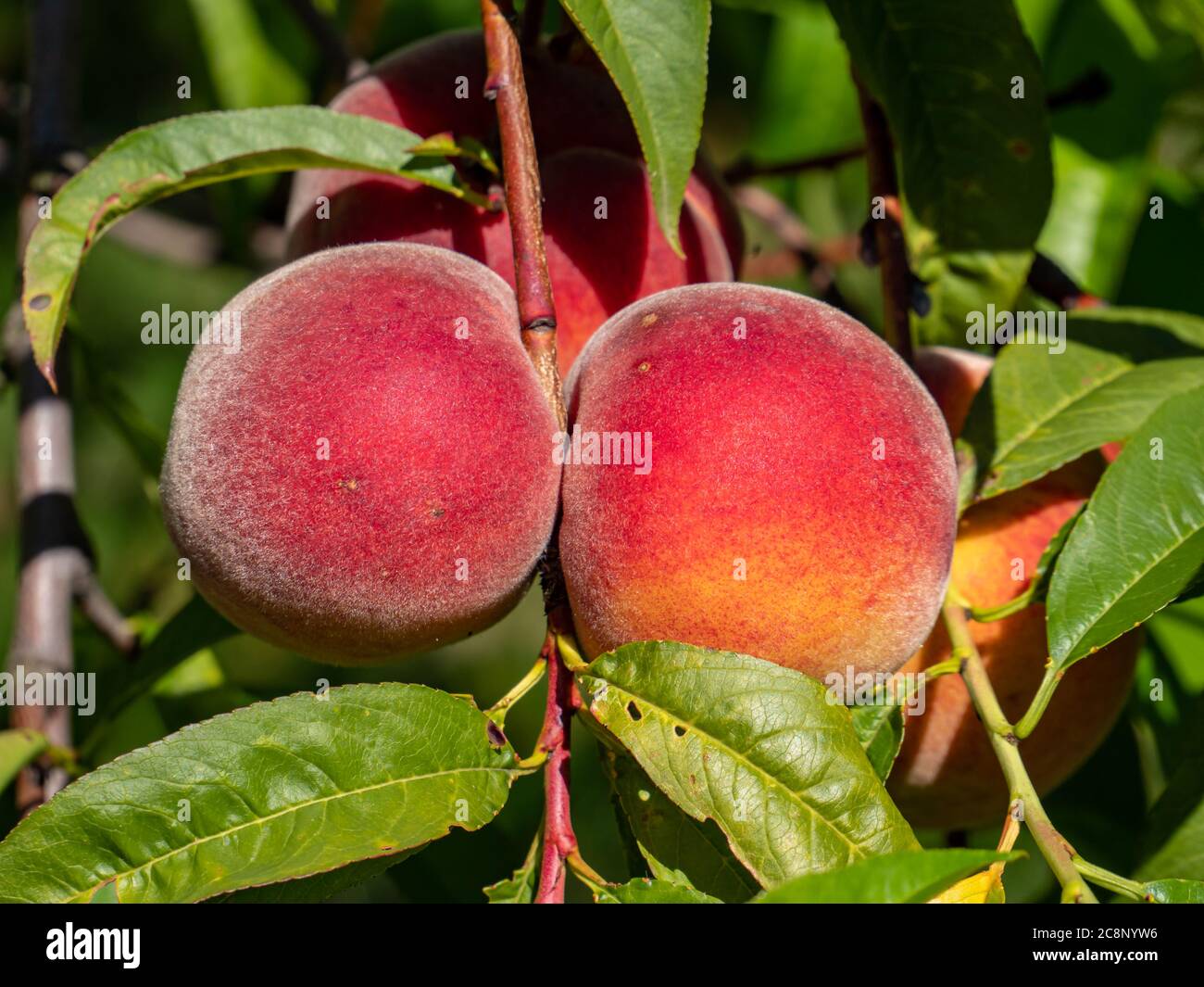 peach tree with fruits in summer Stock Photo - Alamy