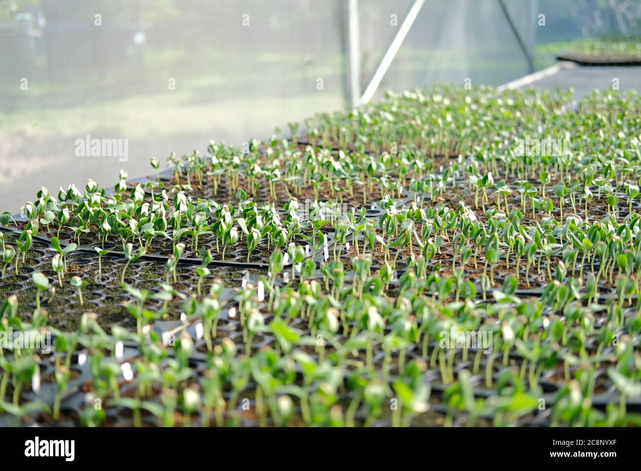 watermelon sprout seedling plant growing in nursery greenhouse in farm ...