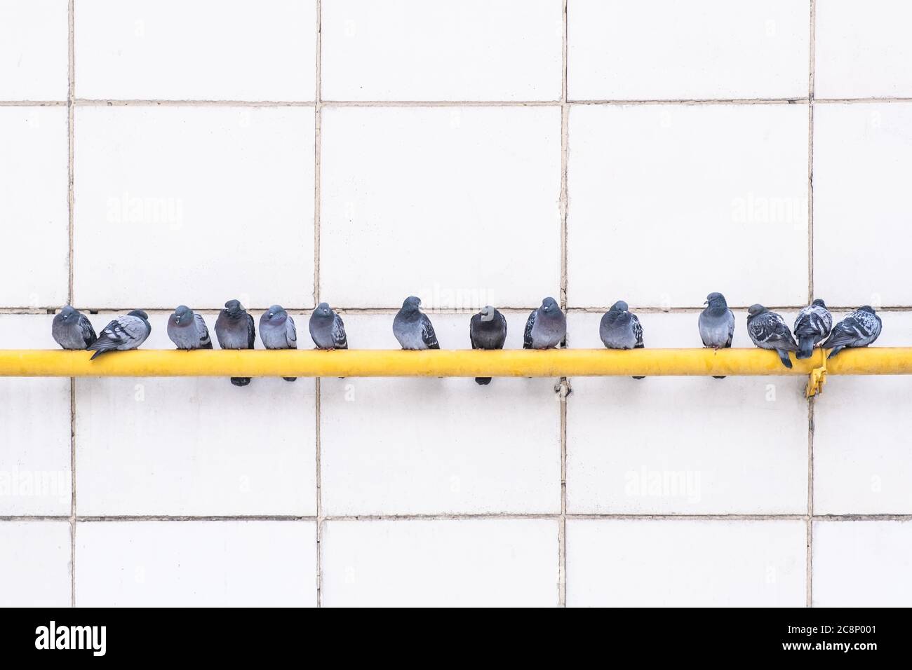 Yellow birds in a row hi-res stock photography and images - Alamy
