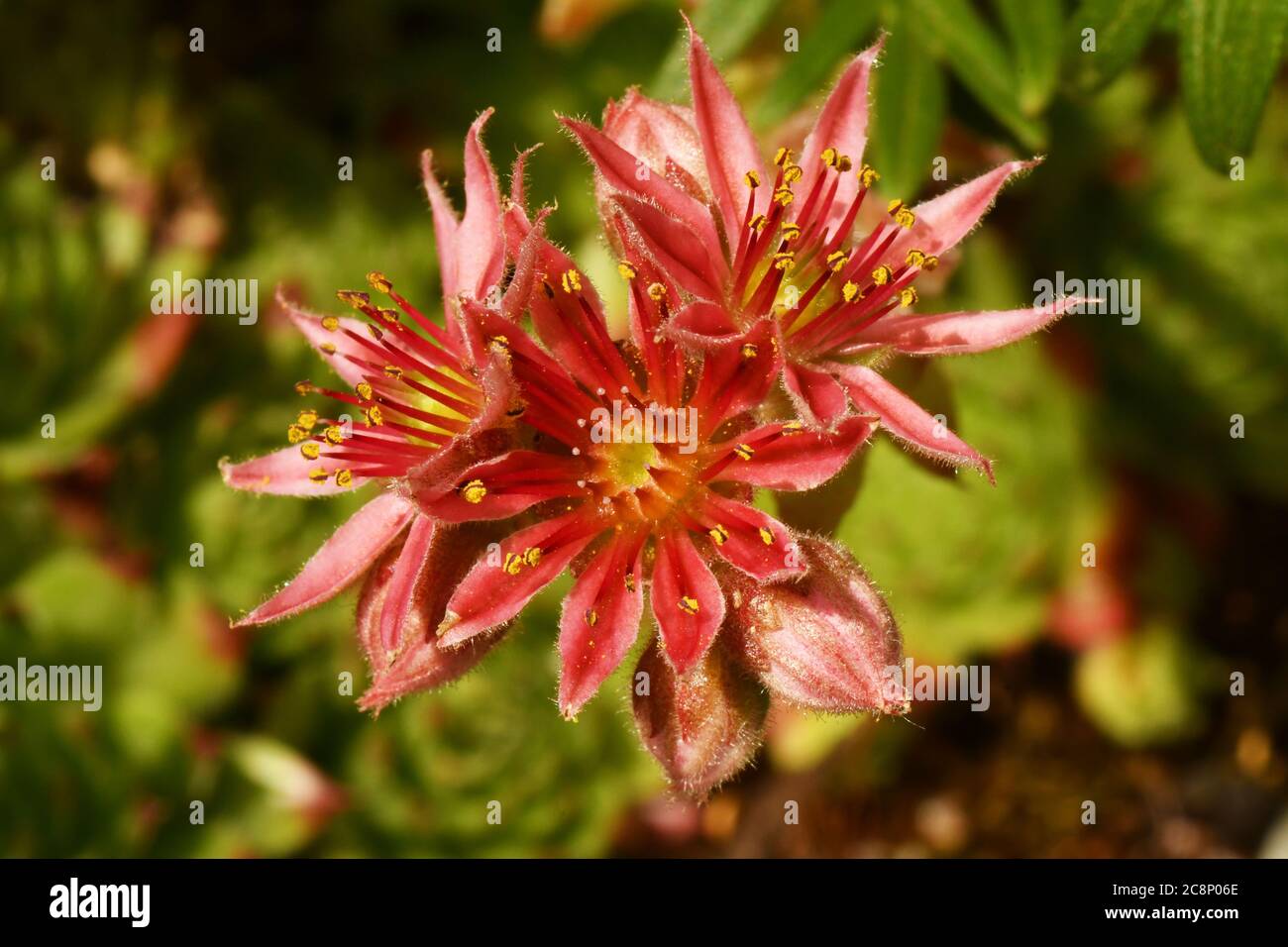 Close-up of the flower of Sempervivum, Jobivara ‘Red Tips’,succulent ...