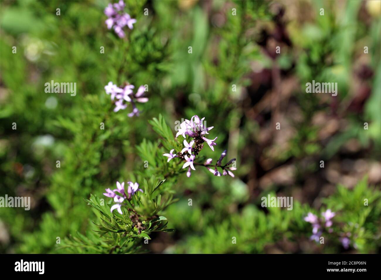 Rosemary spring hi-res stock photography and images - Alamy