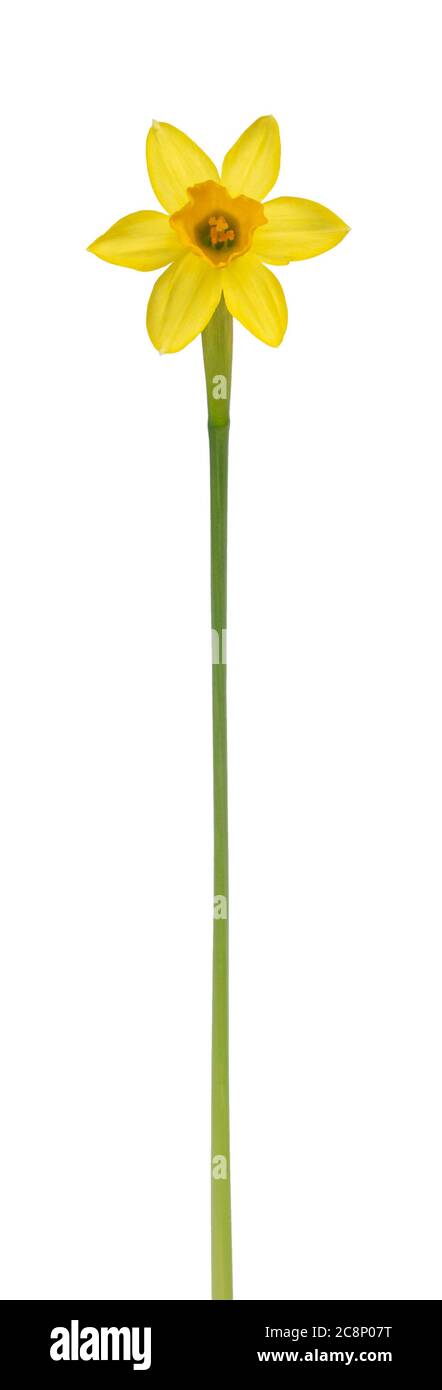 Front view of single daffodil, isolated on white background Stock Photo ...