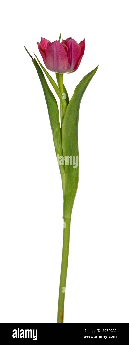 Side view of single double pink tulip, isolated on white background ...