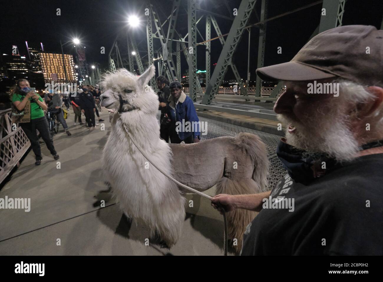 Caesar the no drama llama hi-res stock photography and images - Alamy