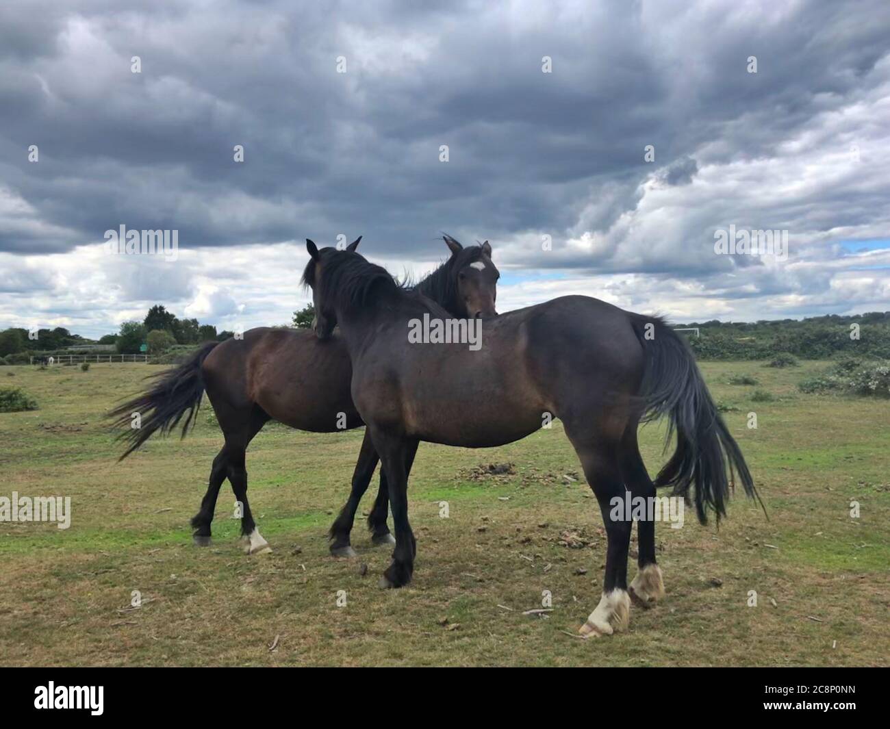 Two ponies grooming each other, New Forest, Hampshire, England, UK ...
