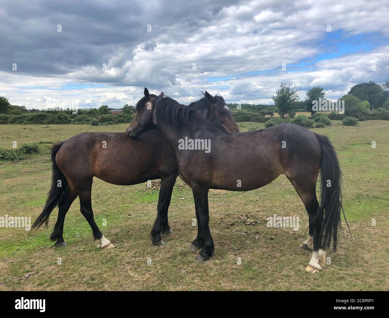 Two ponies grooming each other, New Forest, Hampshire, England, UK ...
