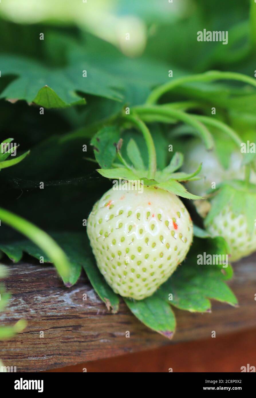 Red green plant hi-res stock photography and images - Alamy