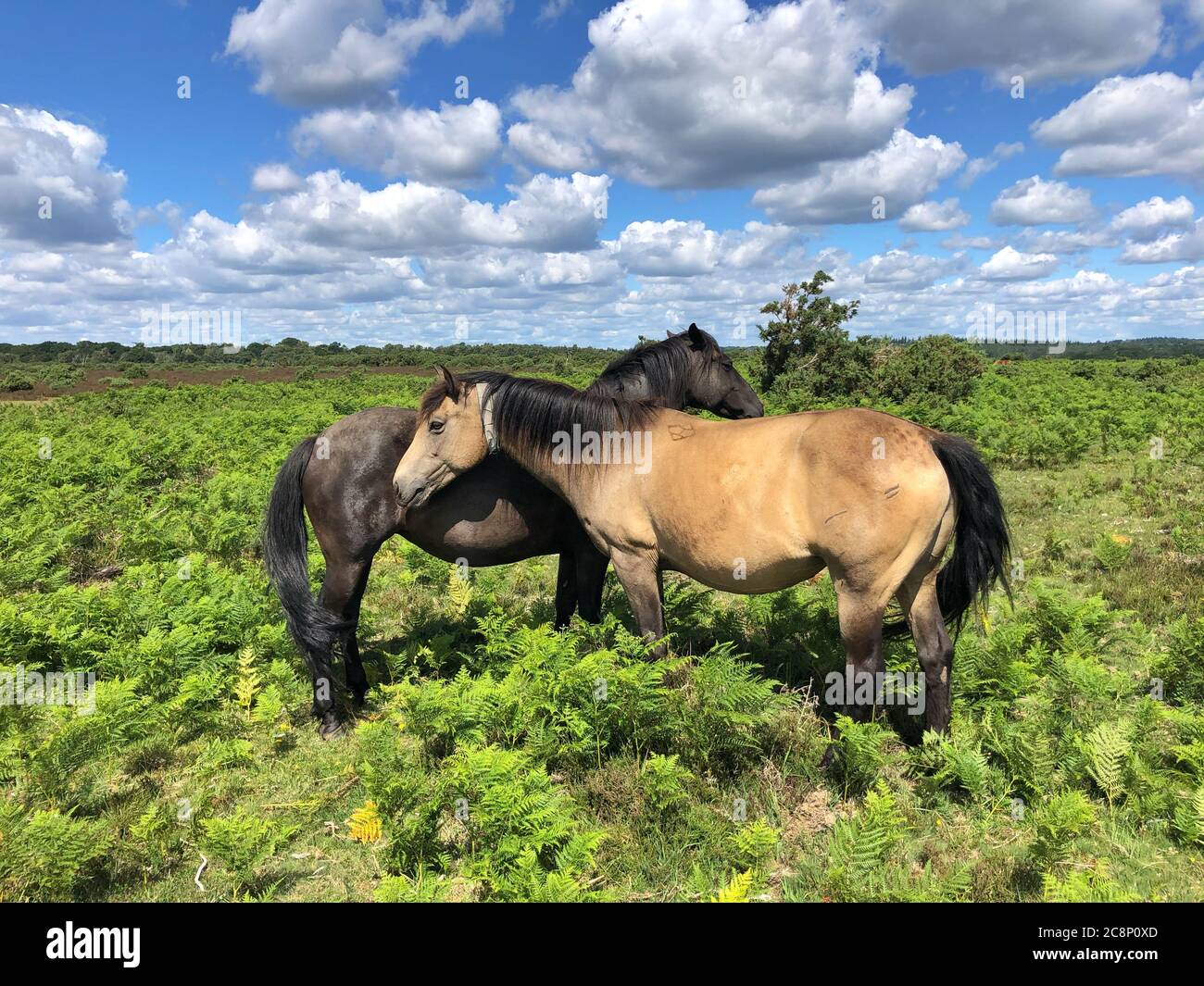 Ponies two standing hi-res stock photography and images - Alamy