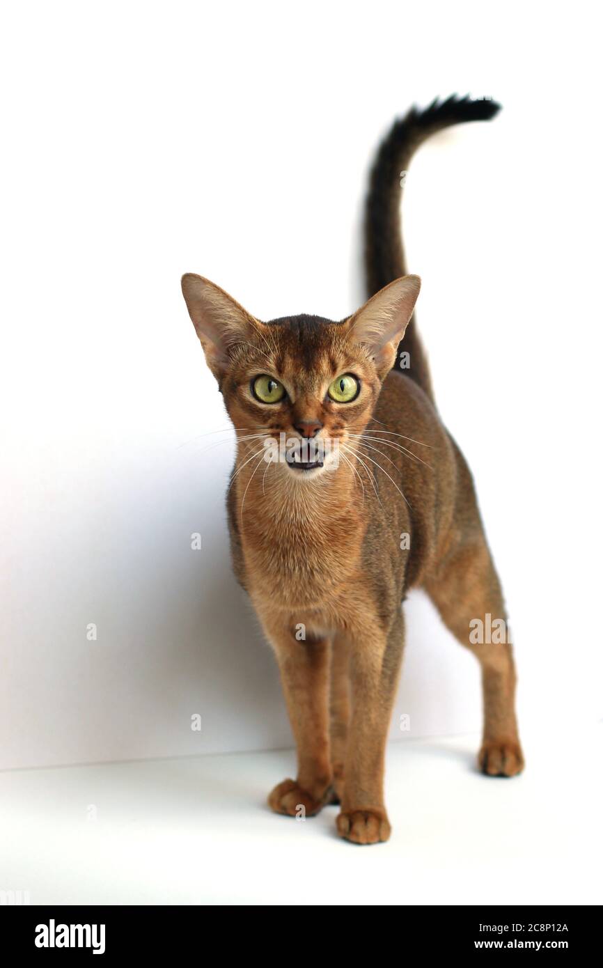 The Beautiful Abissinian Cat is so Surprised Stock Photo - Alamy