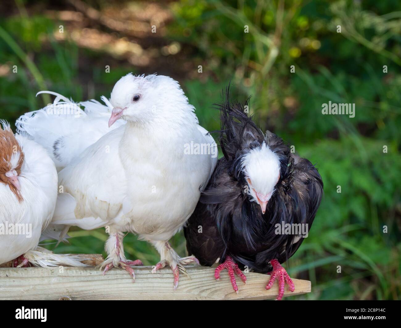 six breeding pigeons sit side by side on a wooden bar Stock Photo - Alamy