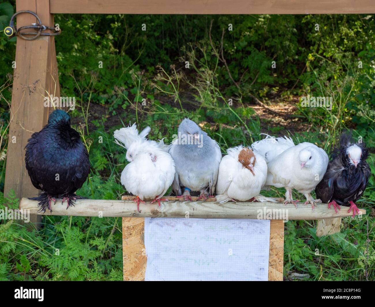 six breeding pigeons sit side by side on a wooden bar Stock Photo - Alamy