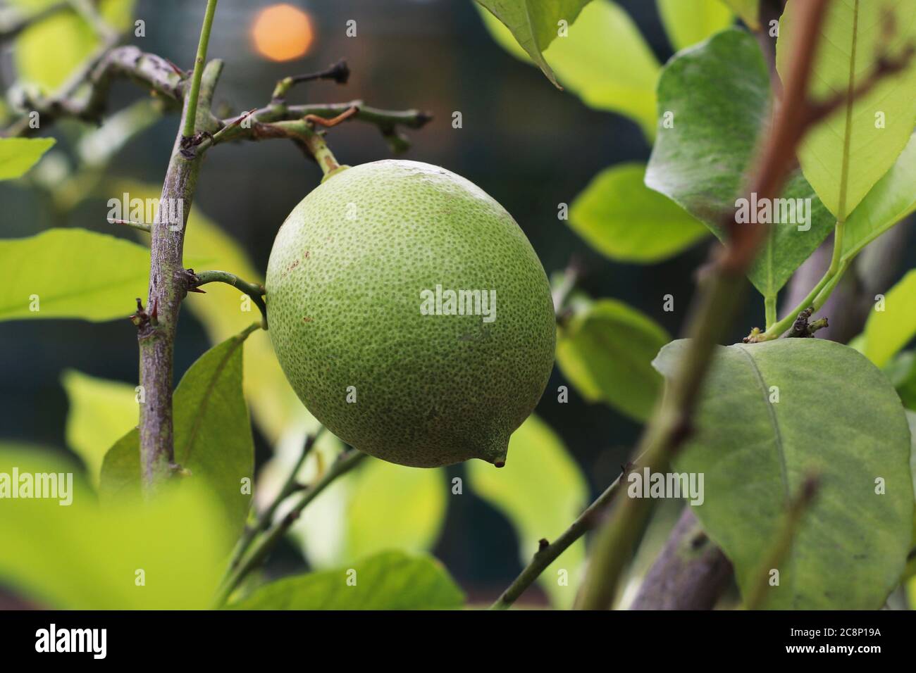 Young lemon tree hi-res stock photography and images - Alamy