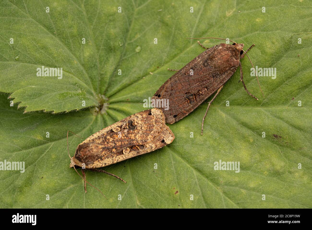 Large yellow underwing moth hi-res stock photography and images - Alamy