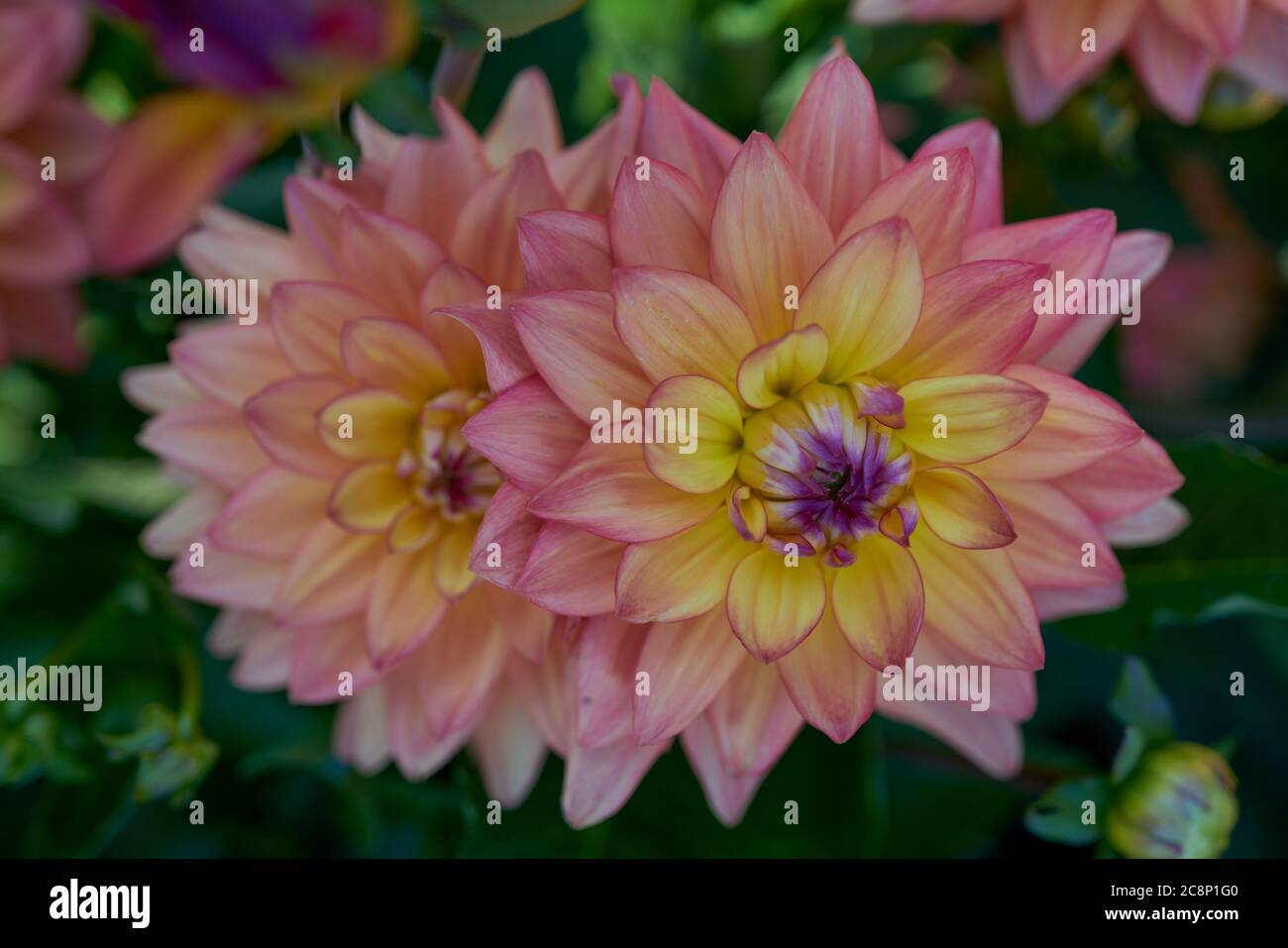 Dahlia melody dora hi-res stock photography and images - Alamy