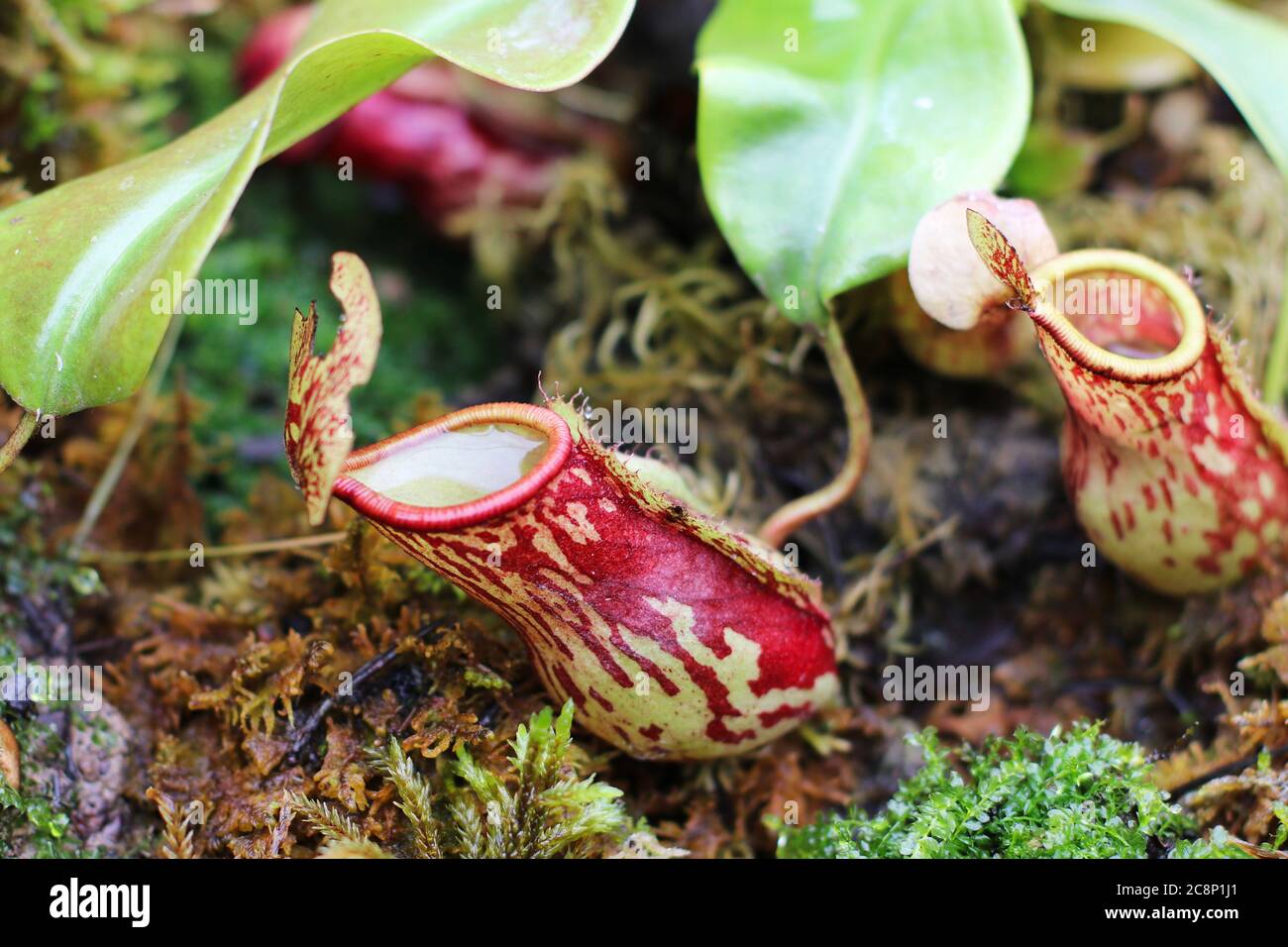 Swamp plant with flowers hi-res stock photography and images - Alamy