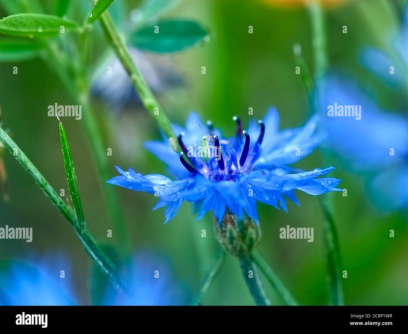 Blue corn flower hi-res stock photography and images - Alamy