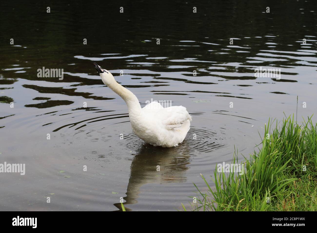 The Beautiful White Swan is Screaming in the Pond Stock Photo - Alamy