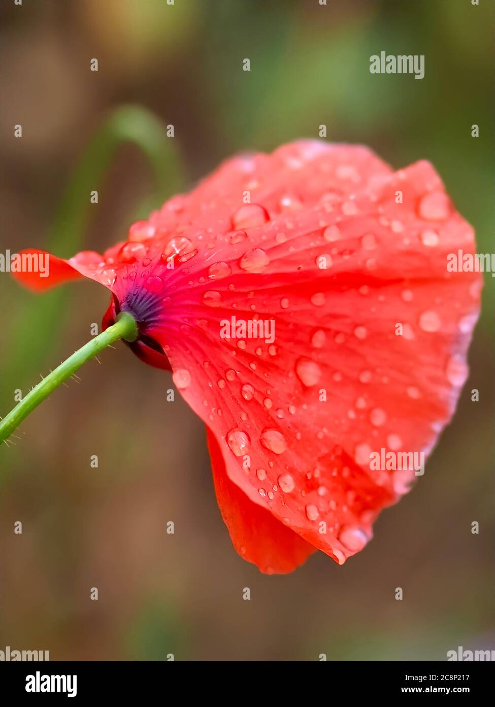 Red flower and caterpillar hi-res stock photography and images - Alamy