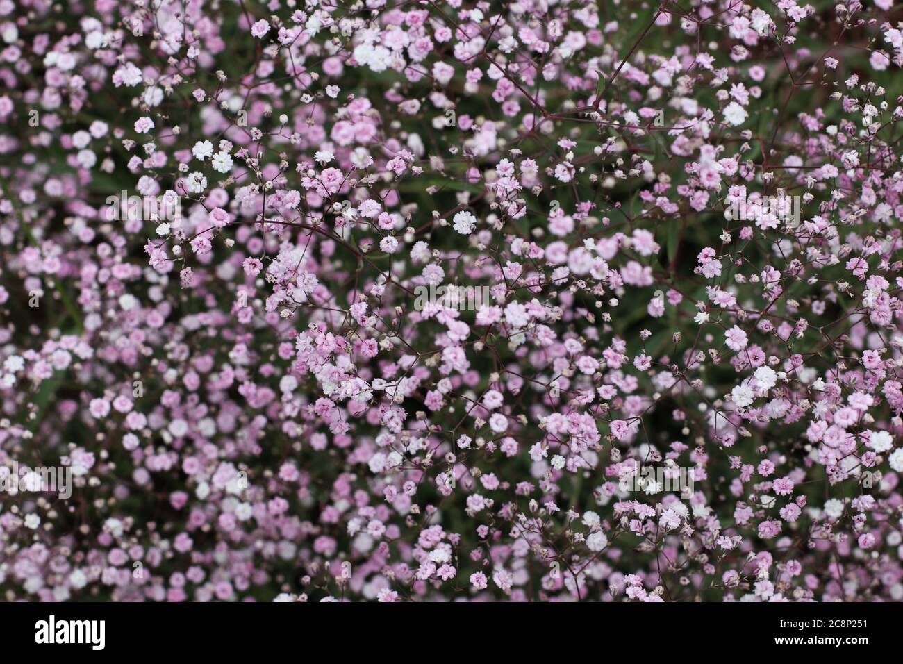 Rose flower carpet hi-res stock photography and images - Alamy