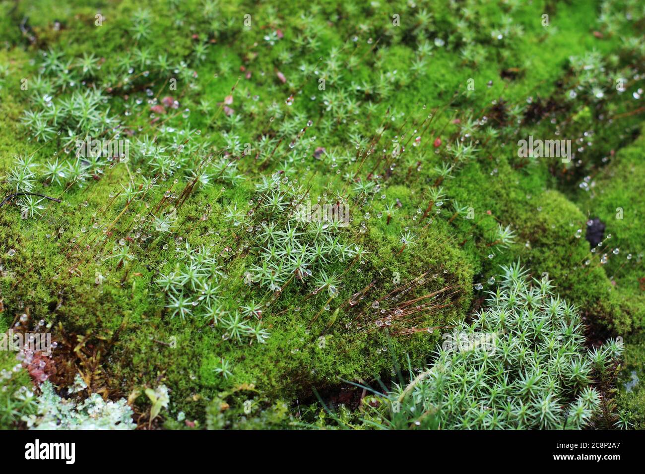 Dew on moss in hi-res stock photography and images - Alamy