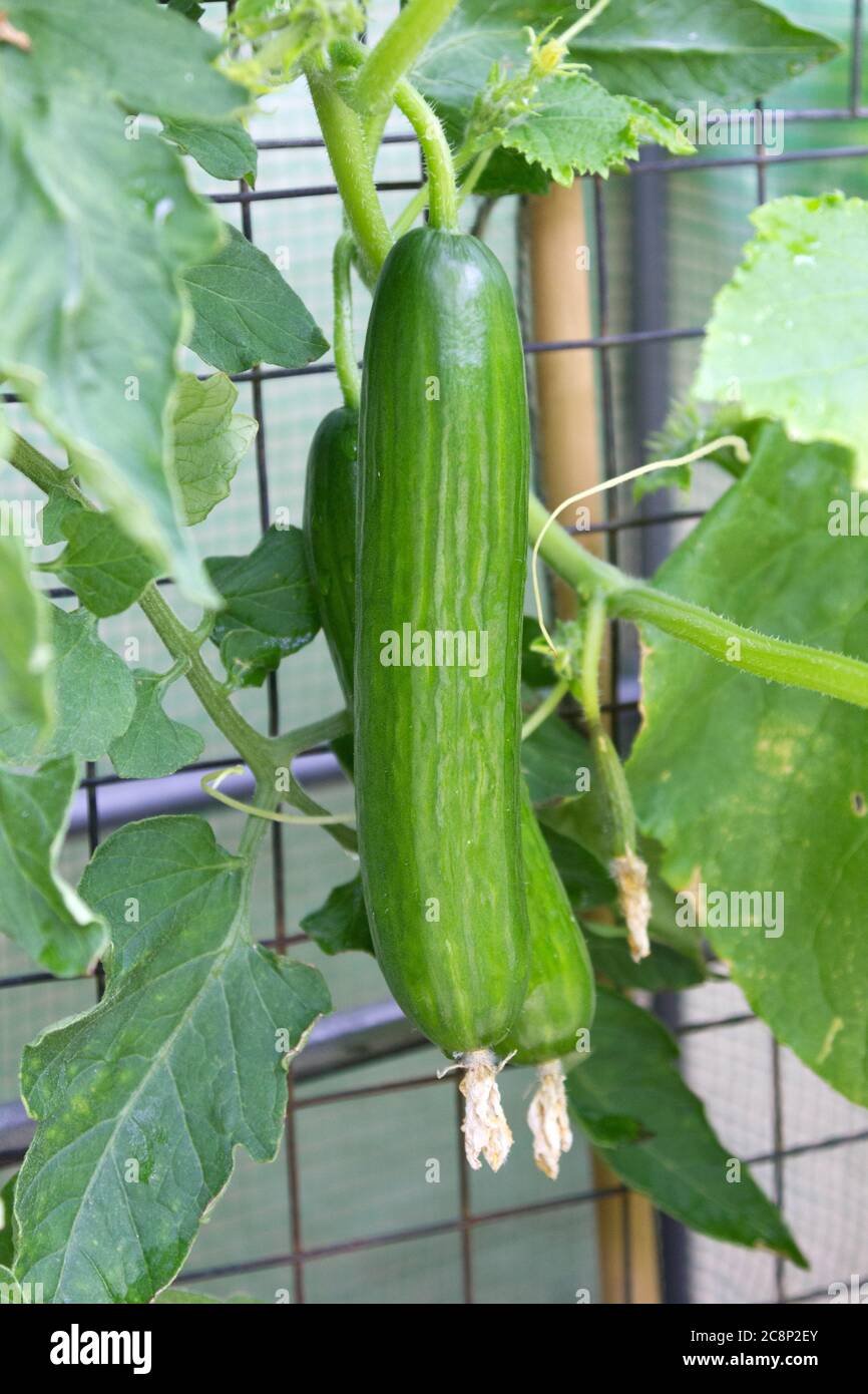 Cucumbers image hi-res stock photography and images - Alamy