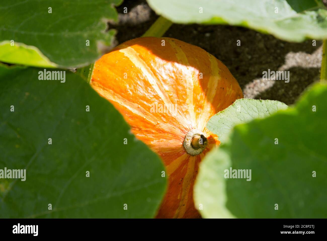 Kuri hi-res stock photography and images - Alamy