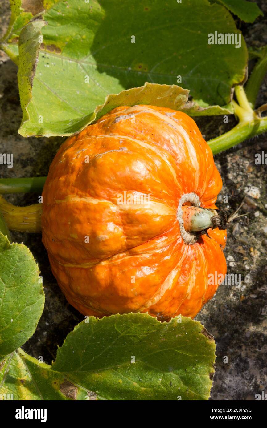 Kuri hi-res stock photography and images - Alamy