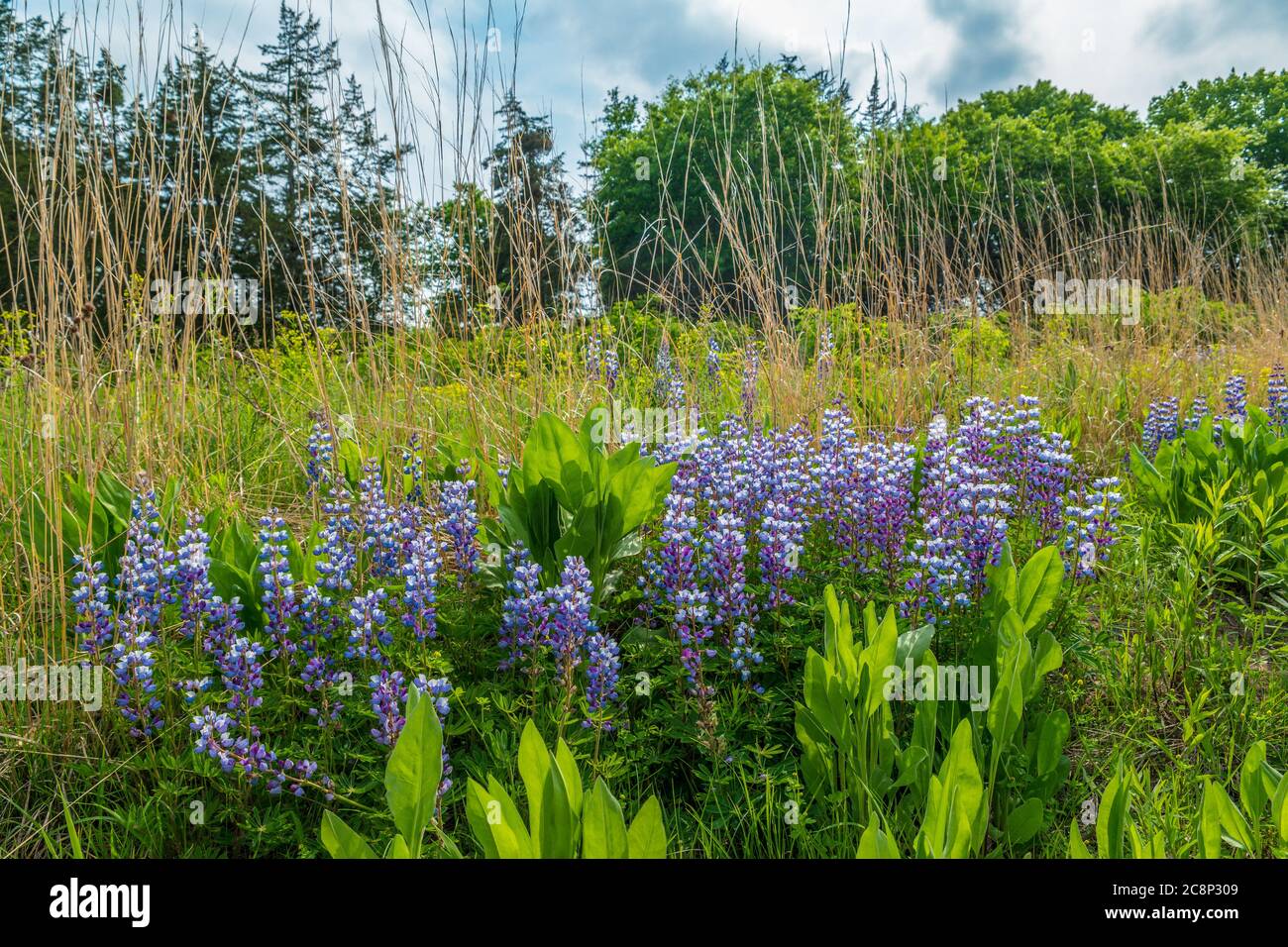A cluster of colorful purple lupines growing together upright among ...
