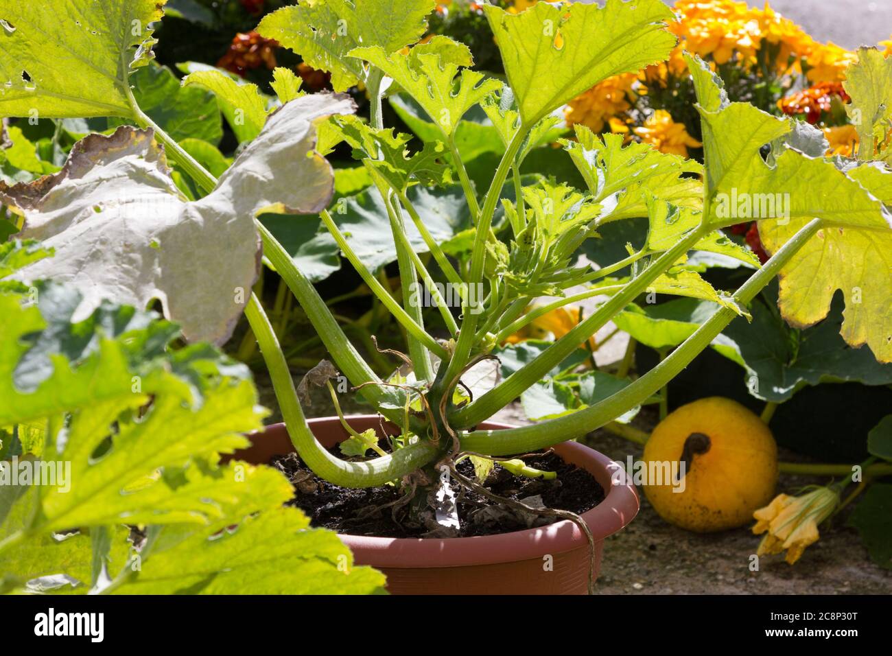 Courgette plant hi-res stock photography and images - Alamy