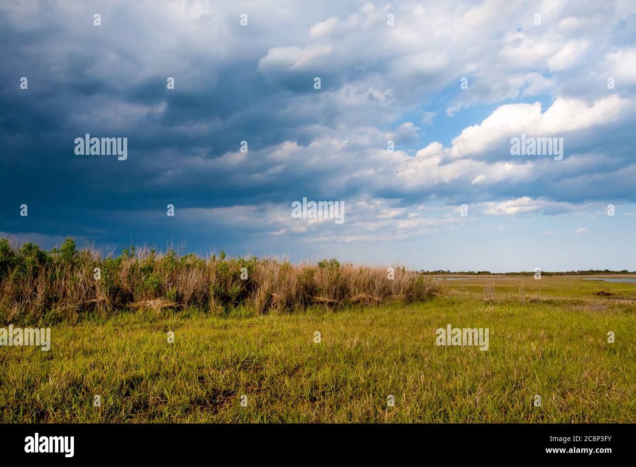 Salt marsh wetlands under a cloudy sky with rain in the distance at ...