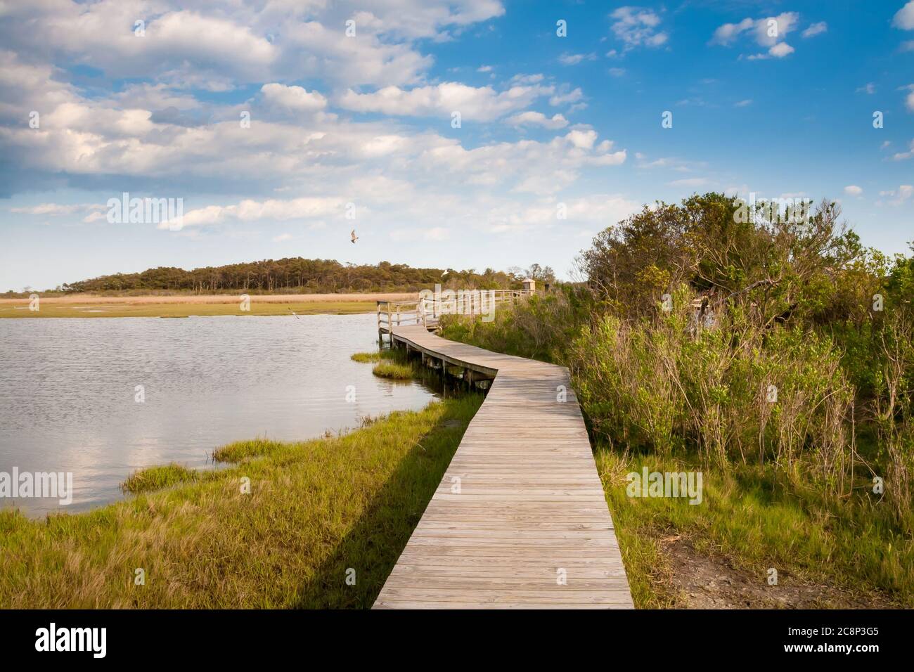 Boardwalk through salt marsh wetlands under a blue sky with fluffy ...