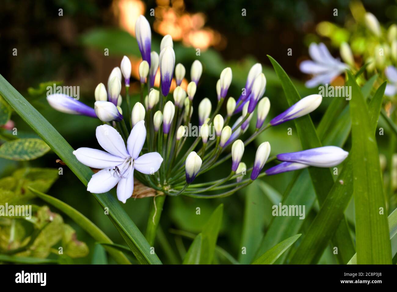 Agapanthus africanus 'Twister' Stock Photo - Alamy