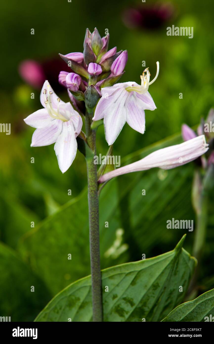 Flowering hostas hi-res stock photography and images - Alamy