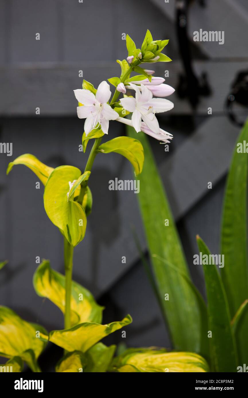 Hostas shade tolerant foliage plants hi-res stock photography and ...